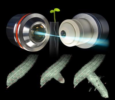 Imaging Plant Root Growth [IMAGE] | EurekAlert! Science News Releases