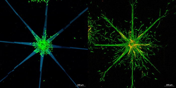 cell star [IMAGE] | EurekAlert! Science News Releases