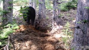 Brown bears digging up artificial forests | EurekAlert!