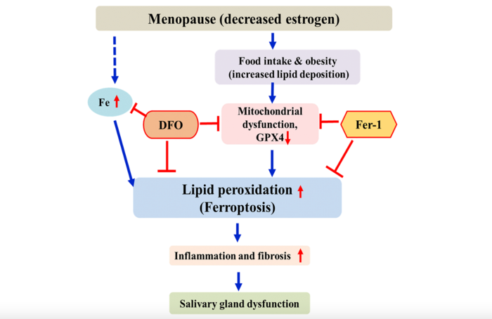 Effect of deferoxamine and ferrostatin-1 on s | EurekAlert!