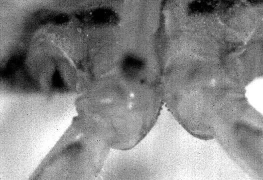 Mechanical Gears 'Invented' by Insects (9 of | EurekAlert!