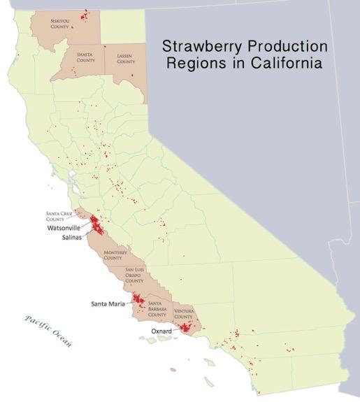 Strawberry Production Regions [IMAGE] | EurekAlert! Science News Releases