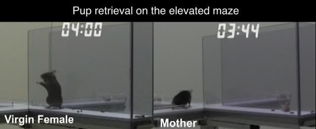 Why moms take risks to protect their infants | EurekAlert!