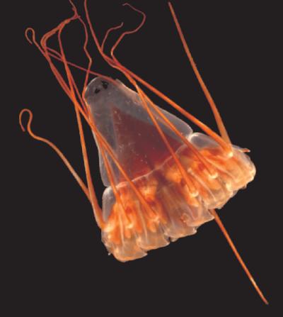Lighting up the Oceans (2 of 5) | EurekAlert!