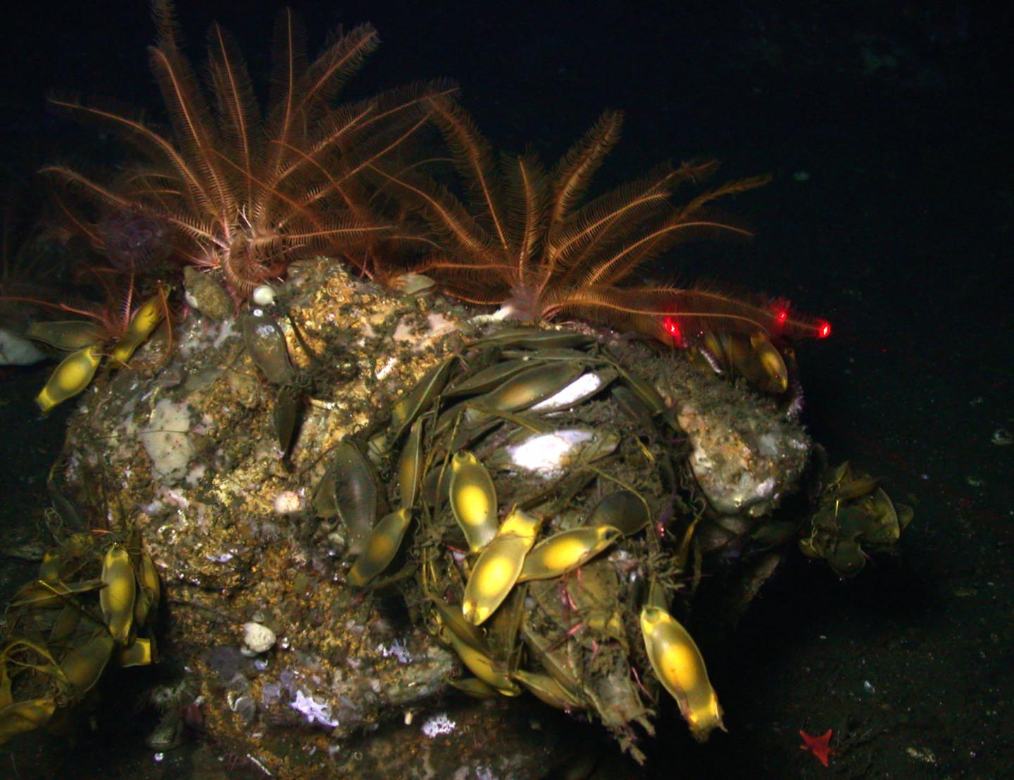 Shark Egg Nest [IMAGE] | EurekAlert! Science News Releases