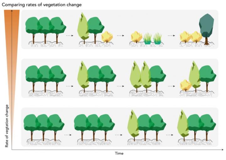 Comparing rates of vegetation [IMAGE] | EurekAlert! Science News Releases