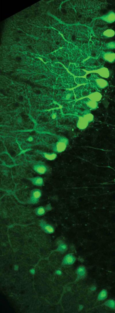 Purkinje Cells Under 2-Photon [IMAGE] | EurekAlert! Science News Releases