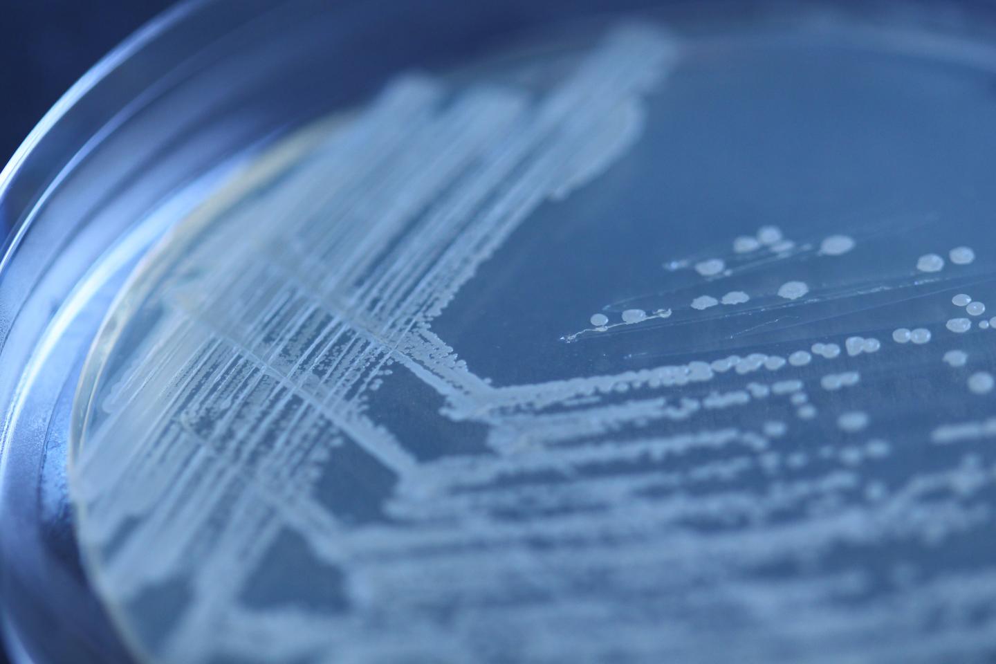 Bacillus subtilis [IMAGE] | EurekAlert! Science News Releases