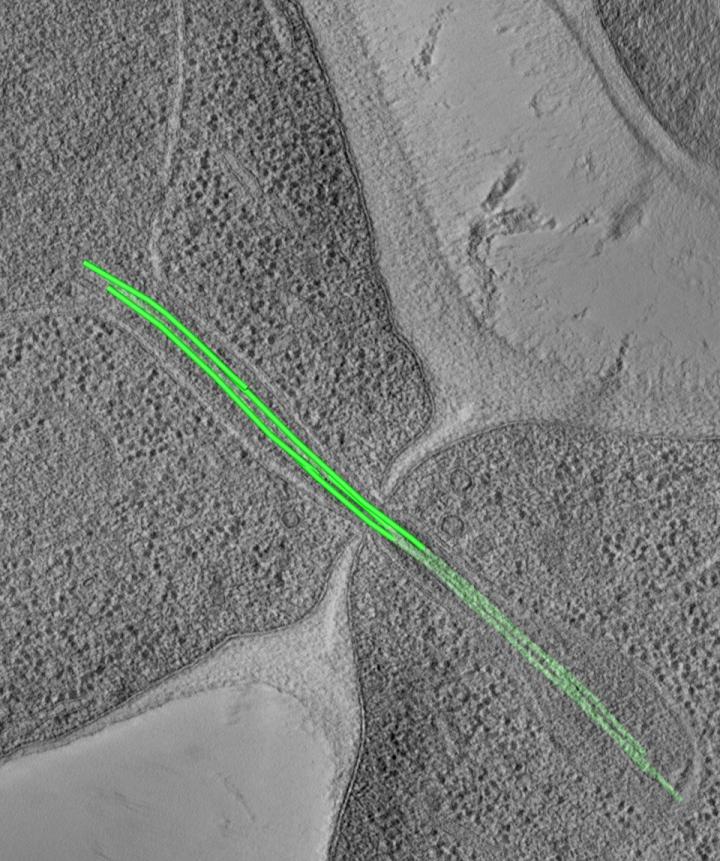 DNA Bridges (1 of 2) [IMAGE] | EurekAlert! Science News Releases
