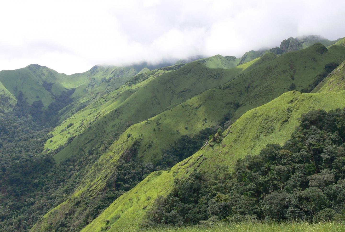 Nimba Mountains in Guinea [IMAGE] | EurekAlert! Science News Releases