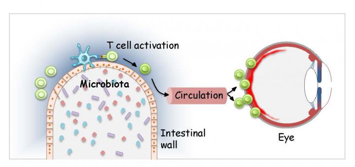 T Cell Activation in the Gut [IMAGE] | EurekAlert! Science News Releases