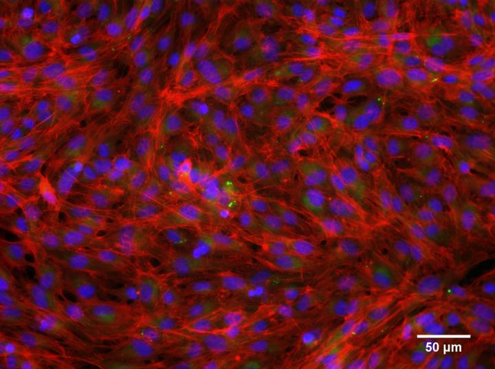 Stained Gill Cells (2 of 2) [IMAGE] | EurekAlert! Science News Releases