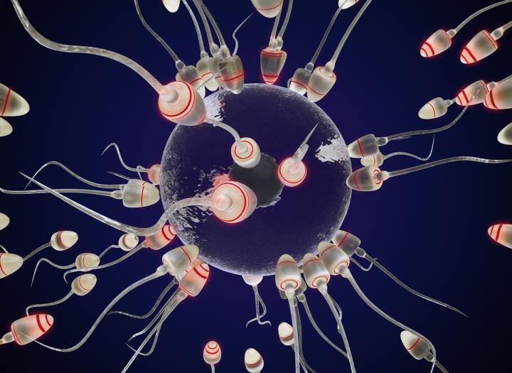 Male mutations are driving evolution. How's t | EurekAlert!