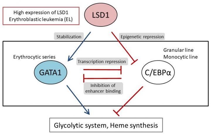LSD1 produces the metabolic in [IMAGE] | EurekAlert! Science News Releases
