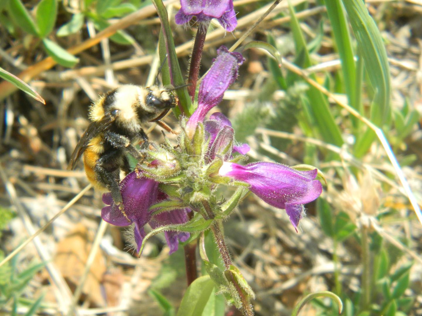 Flower Declines Shrink Bee Ton [IMAGE] | EurekAlert! Science News Releases