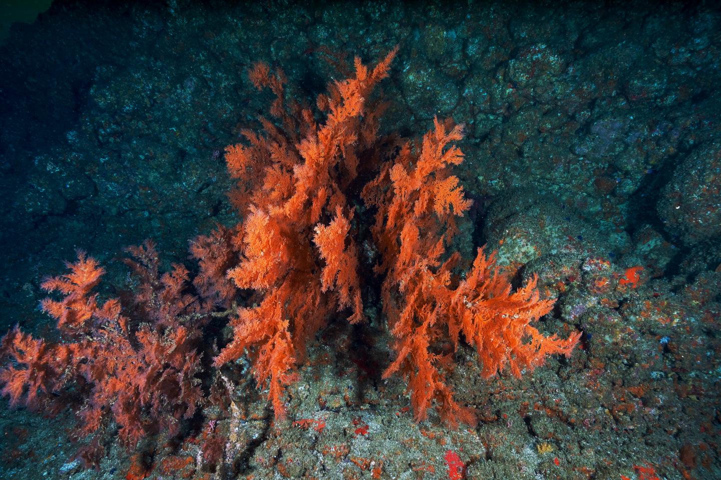 Red Algae [IMAGE] | EurekAlert! Science News Releases