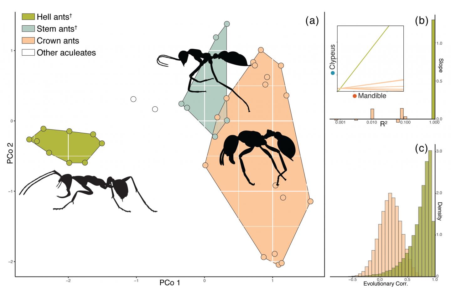 Morphospace and Evolutionary I [IMAGE] | EurekAlert! Science News Releases