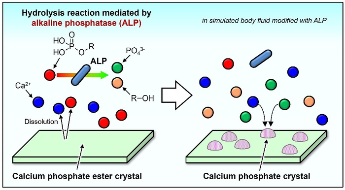 Transformation of a salt of ca [IMAGE] | EurekAlert! Science News Releases