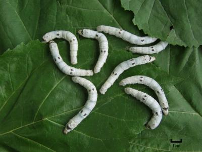 Unlocking the Secrets of the Silkworm (1 of 5 | EurekAlert!