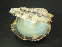 Oyster Protein Region is Key to Making Mother | EurekAlert!