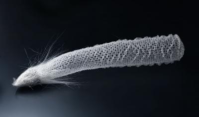 Venus' Flower Basket [IMAGE] | EurekAlert! Science News Releases