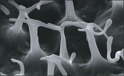 Scorpion Book Lung Lamella [IMAGE] | EurekAlert! Science News Releases