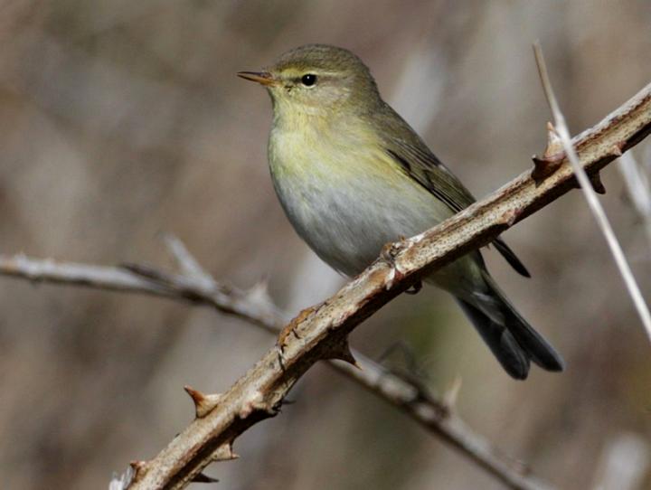 A Willow Warbler (Phylloscopus [IMAGE] | EurekAlert! Science News Releases