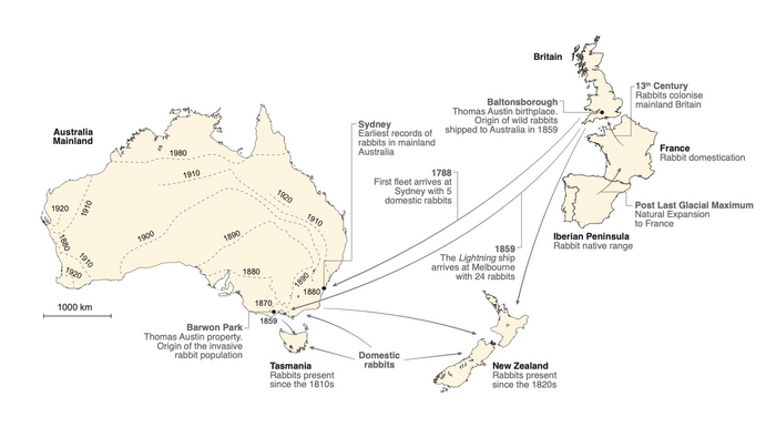 DNA profiling solves Australian rabbit plague | EurekAlert!