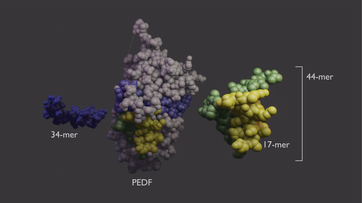 PEDF and peptides [IMAGE] | EurekAlert! Science News Releases