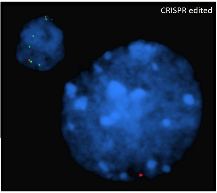Edited DNA in stem cell nucleu [IMAGE] | EurekAlert! Science News Releases