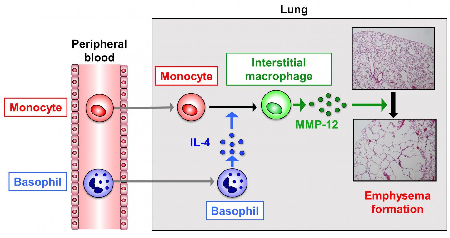 Cellular and Molecular Mechani [IMAGE] | EurekAlert! Science News Releases