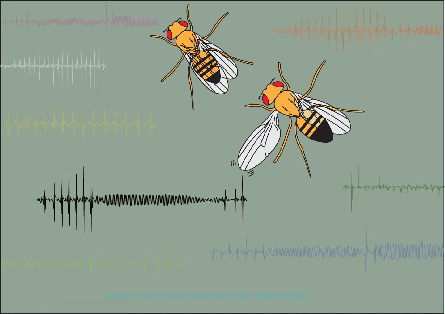 Flirting flies: More than just winging it | EurekAlert!
