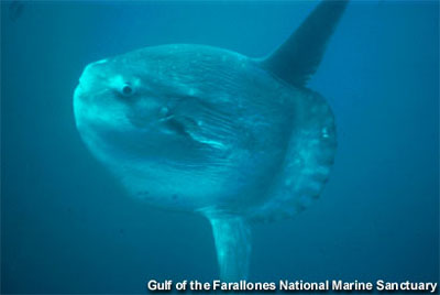 Ocean Sunfish | EurekAlert!