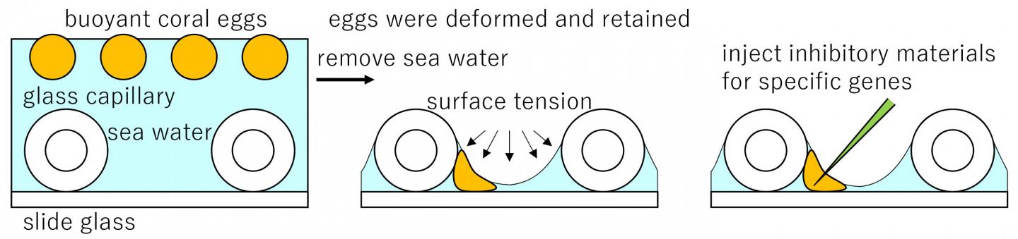 Figure 1: New Technology [IMAGE] | EurekAlert! Science News Releases