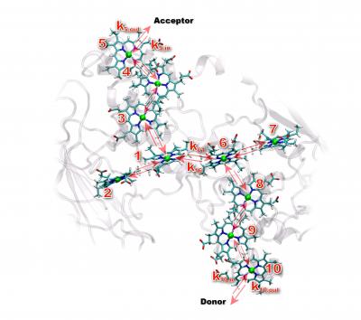 Hugging hemes help electrons hop | EurekAlert!