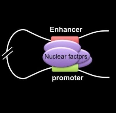 Chromatin Looping [IMAGE] | EurekAlert! Science News Releases