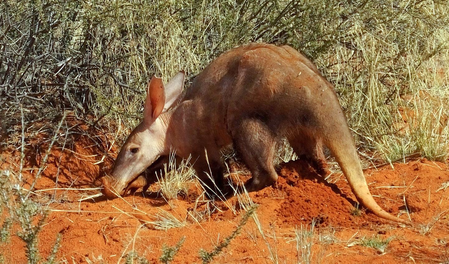 Aardvark [IMAGE] | EurekAlert! Science News Releases