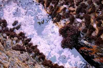 Looking into Tide Pool at Point Lobos | EurekAlert!