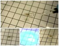 The Debut of a Robotic Stingray, Powered by L | EurekAlert!