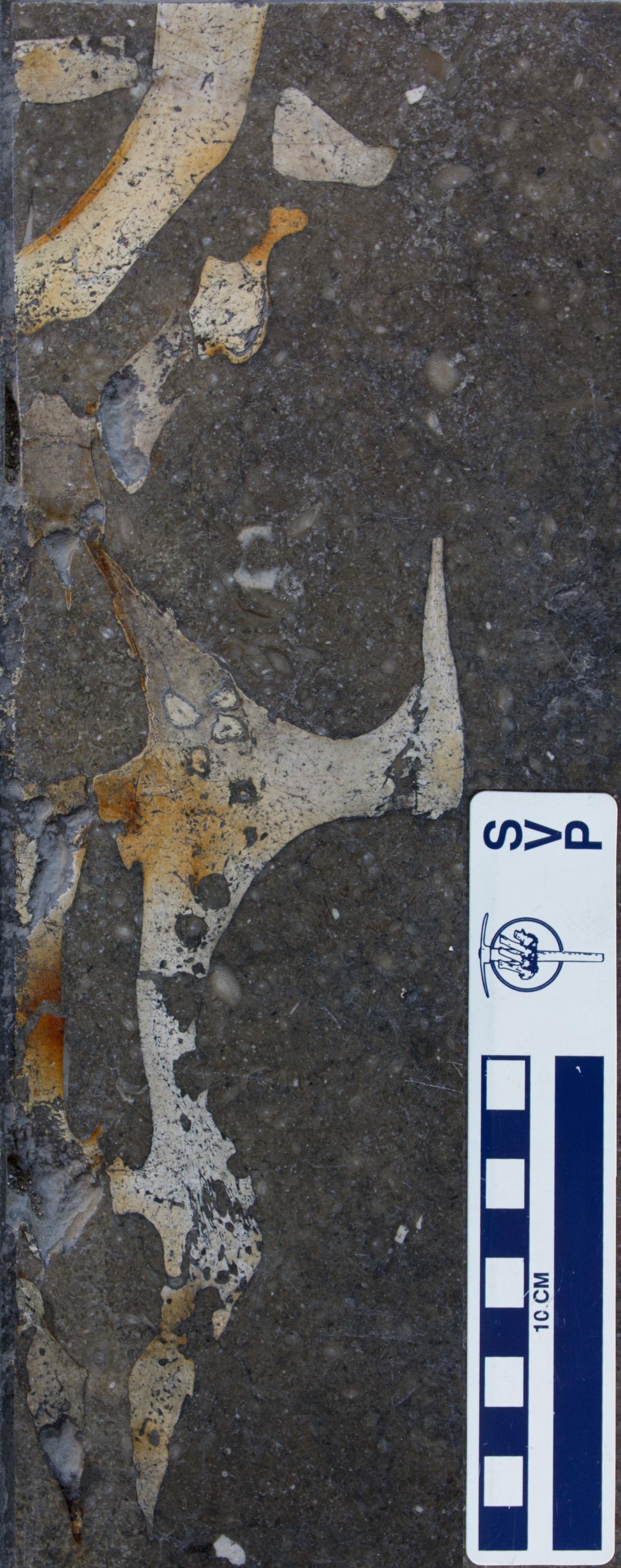 Prototherium, Society of Verte [IMAGE] | EurekAlert! Science News Releases