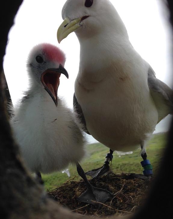Kittiwake chick [IMAGE] | EurekAlert! Science News Releases