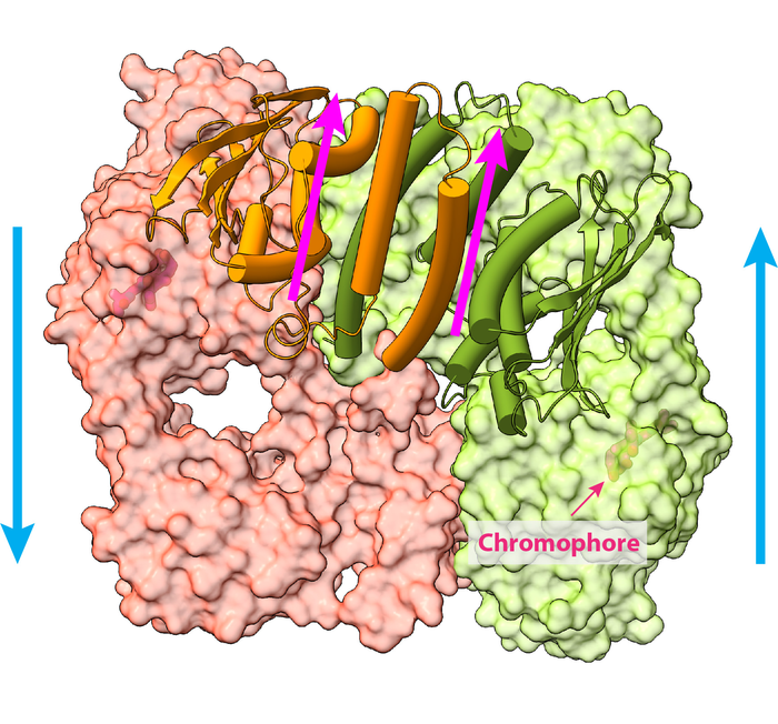 The structure of PhyB interact [IMAGE] | EurekAlert! Science News Releases