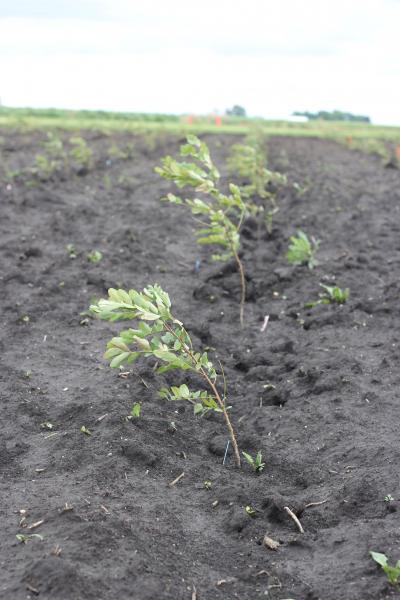 Black locust showing promise for biomass pote | EurekAlert!