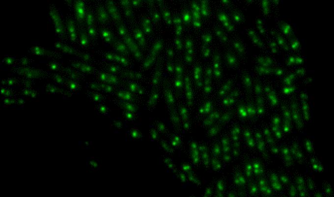 DNA Replication Machinery [IMAGE] | EurekAlert! Science News Releases