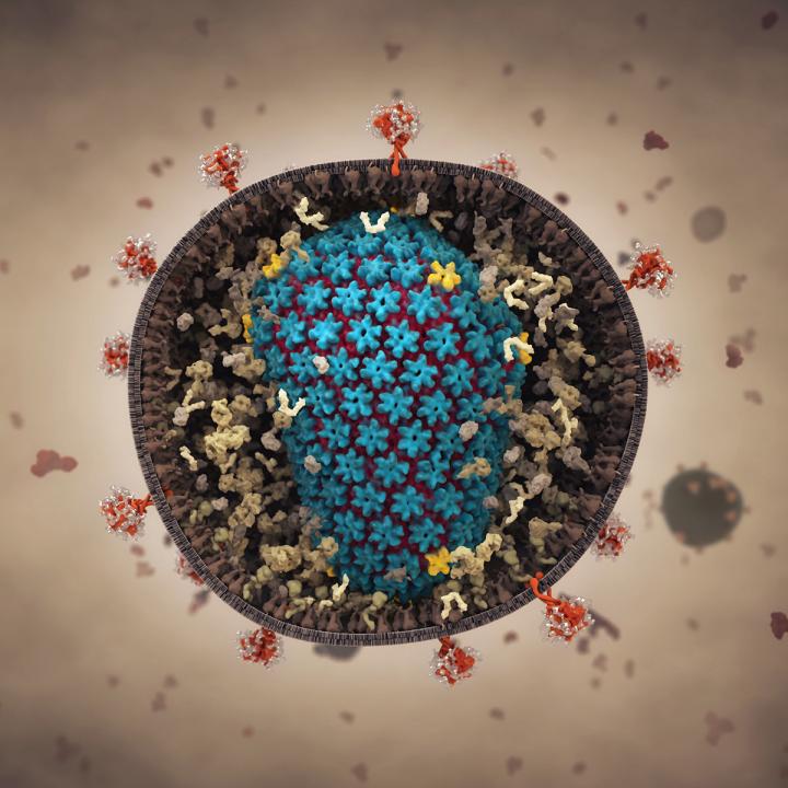 HIV Viral Particle [IMAGE] | EurekAlert! Science News Releases