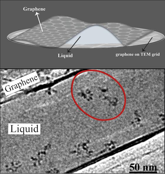 The Graphene Pocket [IMAGE] | EurekAlert! Science News Releases