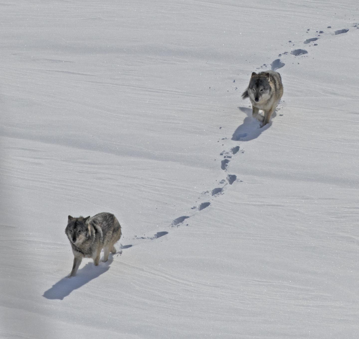 Genomics of Isle Royale wolves reveal impacts | EurekAlert!