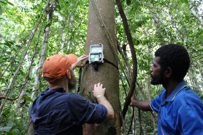 Mounting a Bioacoustics Data R [IMAGE] | EurekAlert! Science News Releases