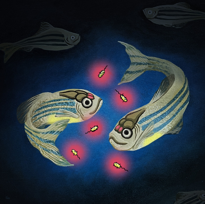 Gut bacteria are essential for [IMAGE] | EurekAlert! Science News Releases