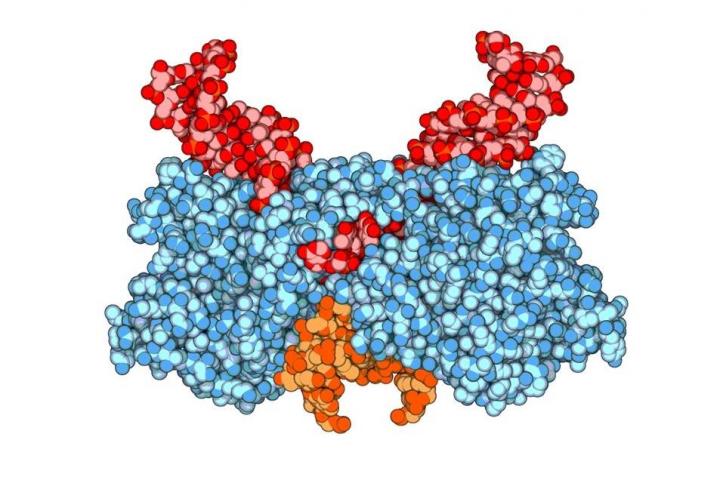HIV Protein Integrase [IMAGE] | EurekAlert! Science News Releases